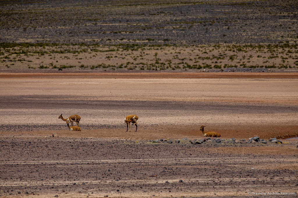 Peru - Pampa Cañahuas - Wildlife - Travel-n-Architecture - Cultures and ...