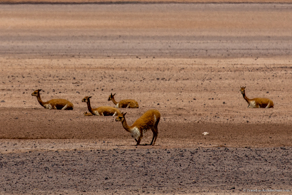 Peru Gallery 06 - Pampa Canahuas - Patapampa Pass - Travel-n ...