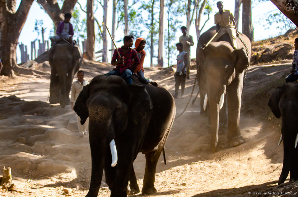India III Gallery 18 - In Contact with Indian Elephants - Travel-n ...